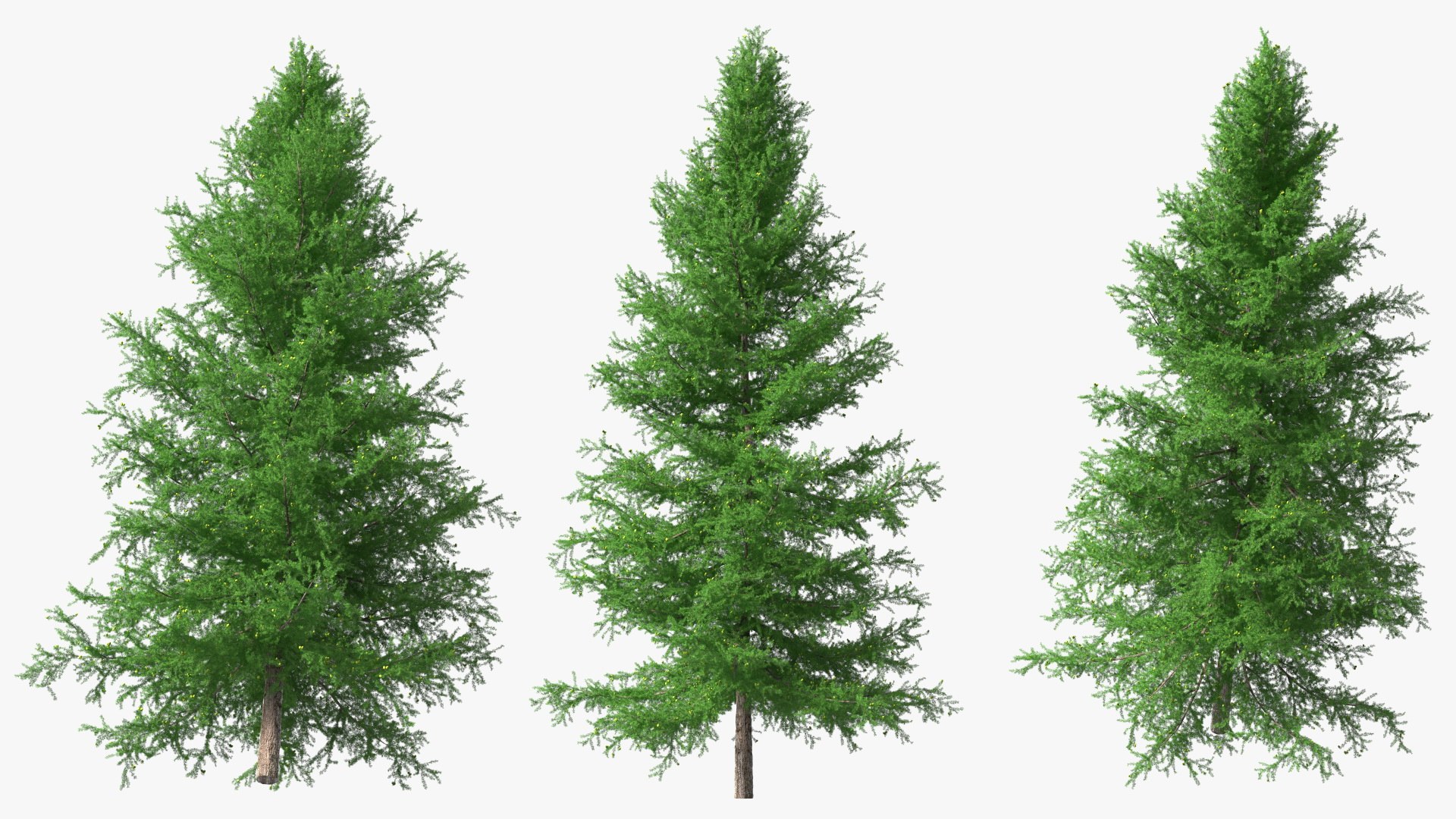 3D Green Japanese Larch Tree with Cones model - TurboSquid 1860959