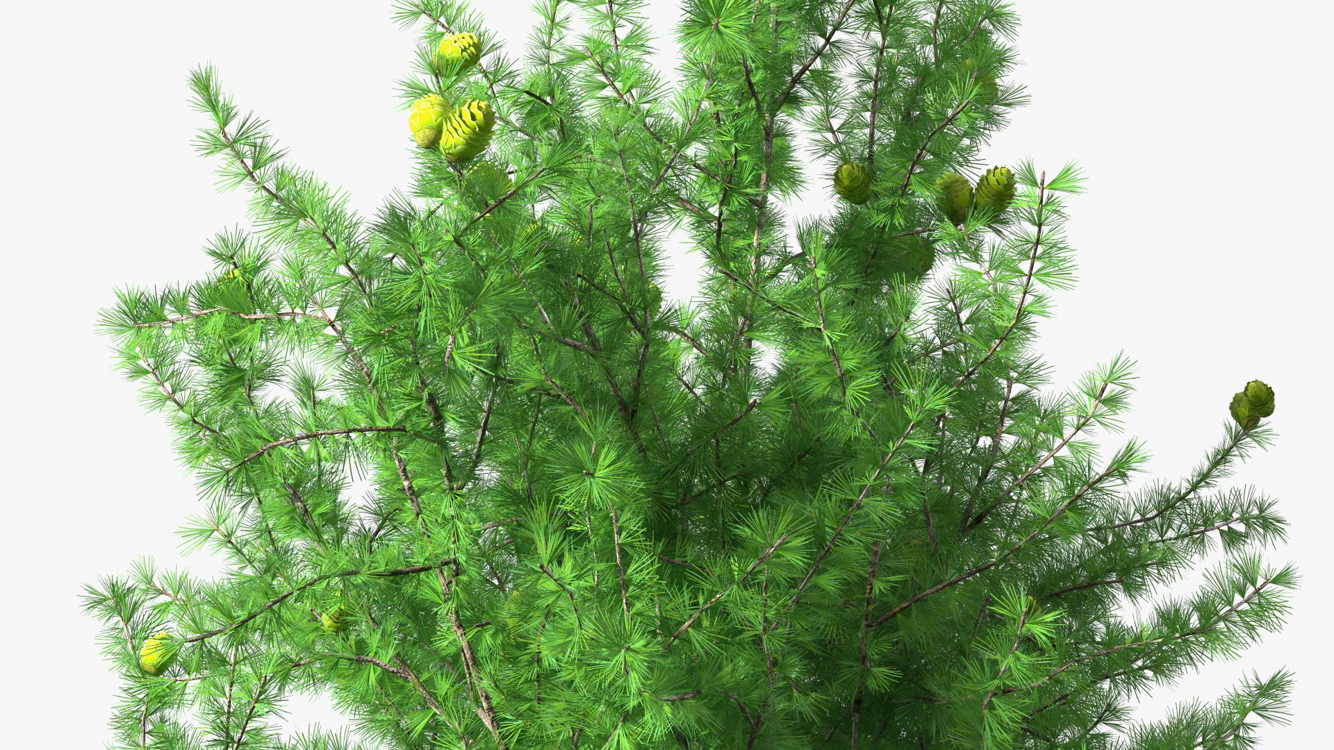 3D Green Japanese Larch Tree with Cones model - TurboSquid 1860959