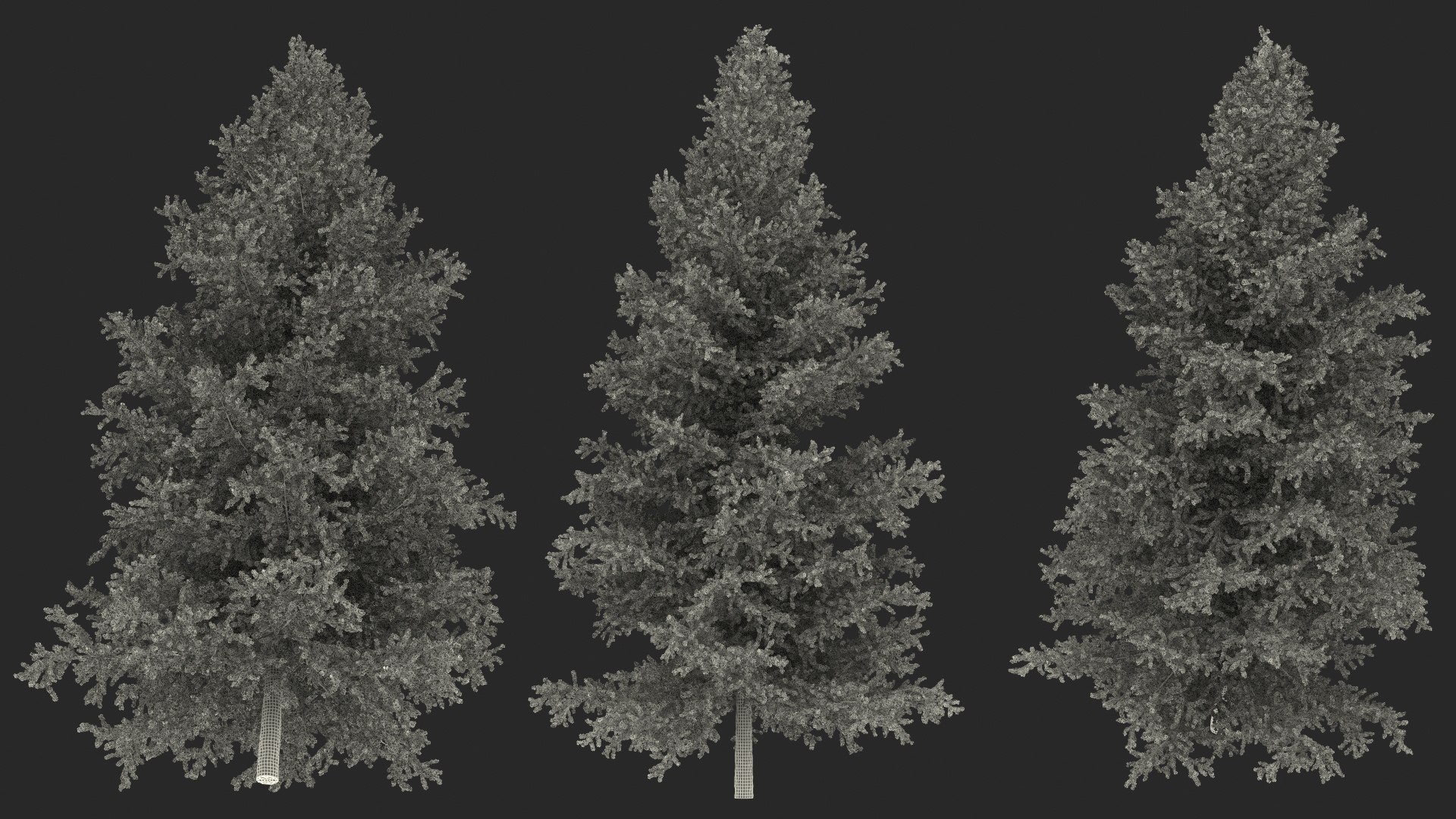 3D Green Japanese Larch Tree with Cones model - TurboSquid 1860959