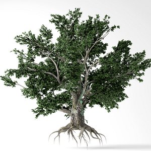 Beech 3D Models for Download | TurboSquid