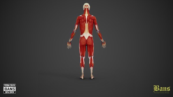 RIGGED CHARACTER MALE HUMAN REFERENCE BODY INTERNAL ORGANS3Dモデル ...