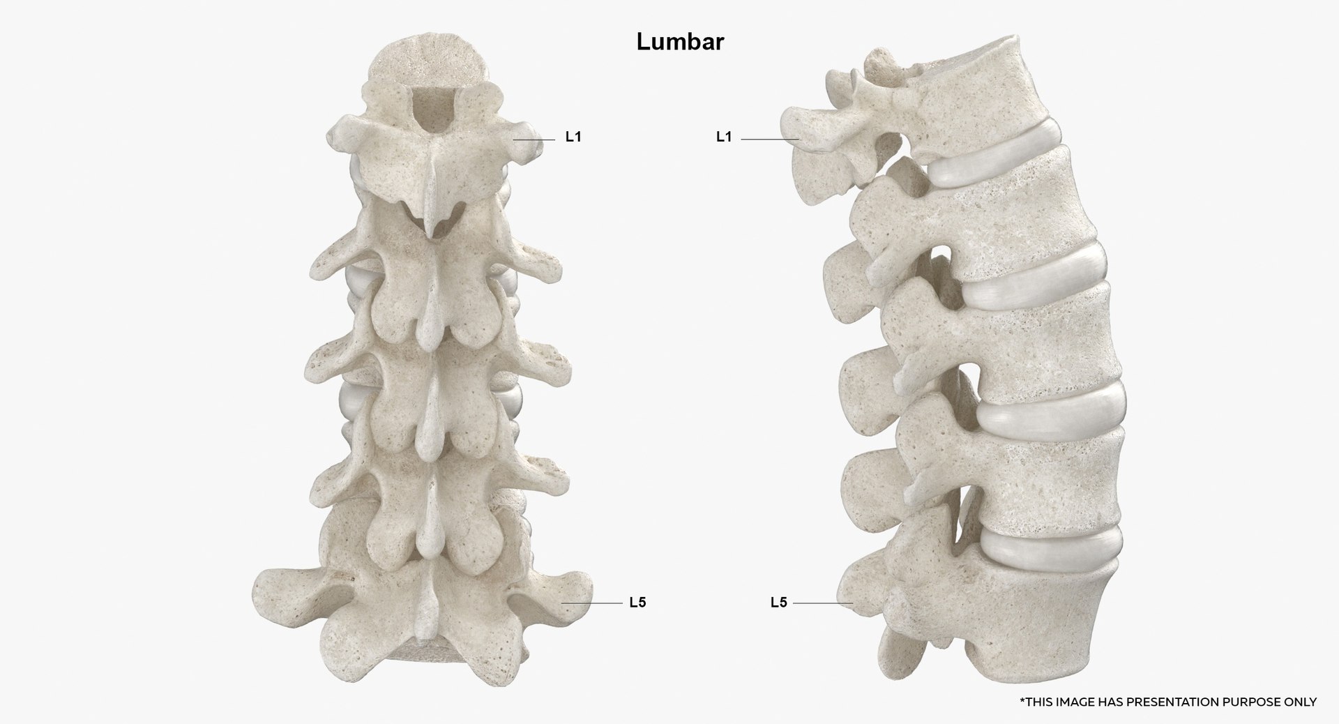3D Human Lumbar Vertebrae L1 To L5 Bones White Collection 01 - 2 Models ...