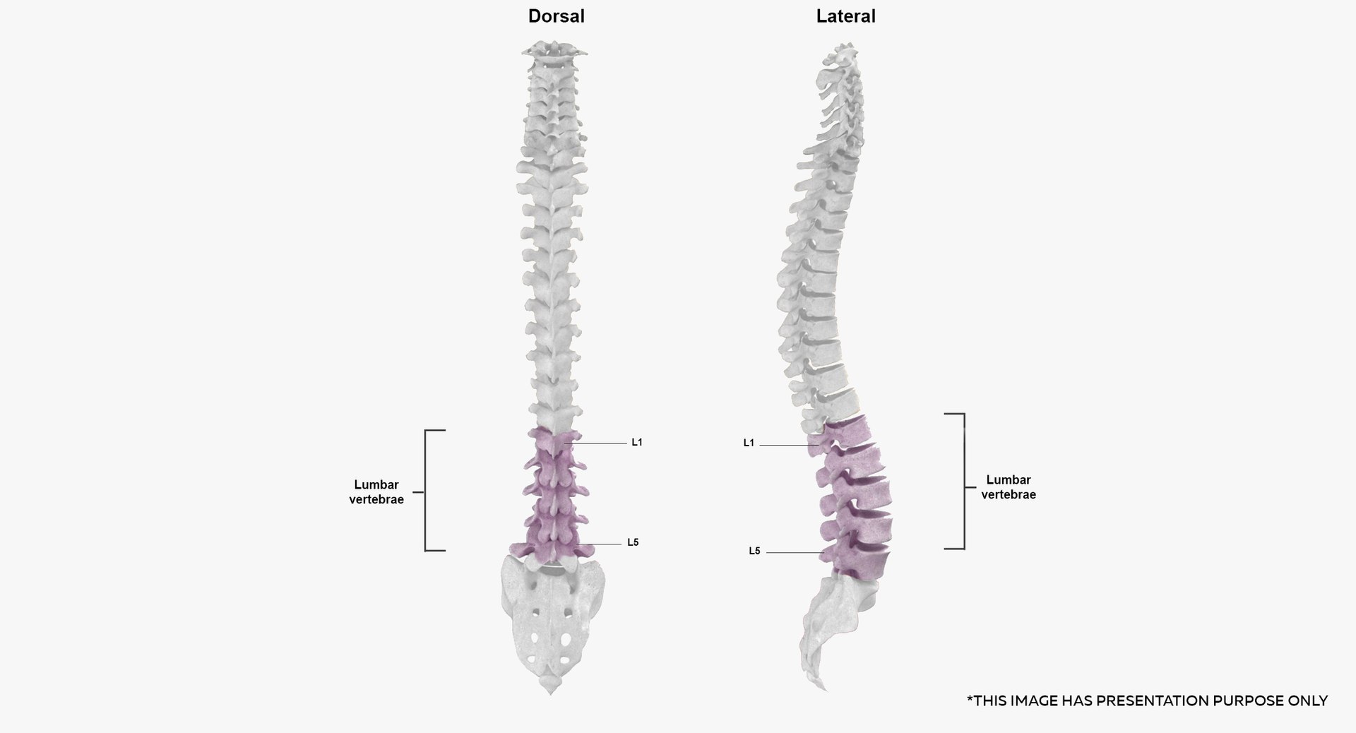 3D Human Lumbar Vertebrae L1 To L5 Bones White Collection 01 - 2 Models ...
