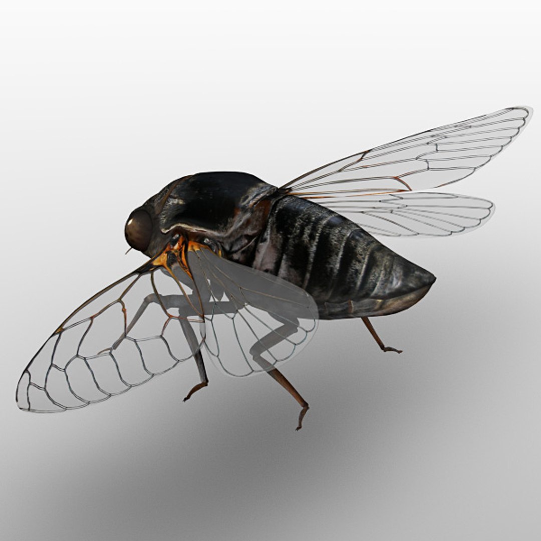 3d Model Cicada Wing