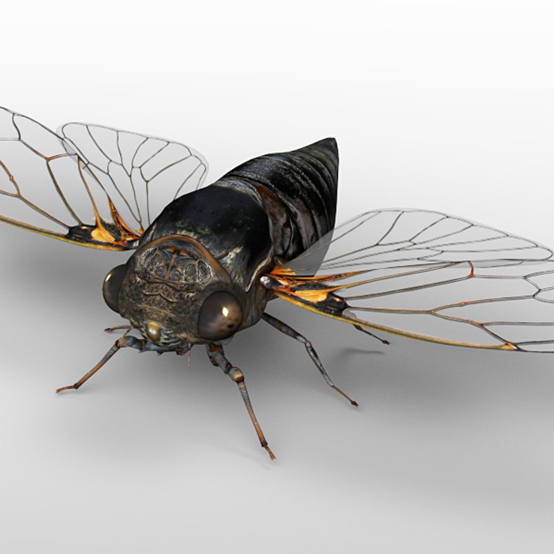 3d Model Cicada Wing