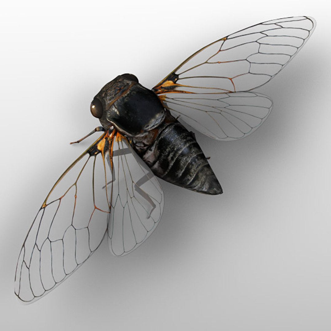 3d Model Cicada Wing