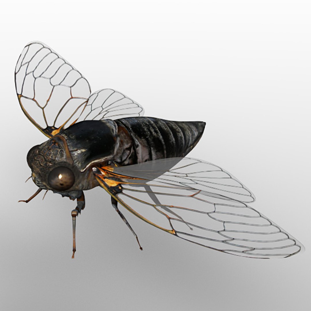 3d Model Cicada Wing