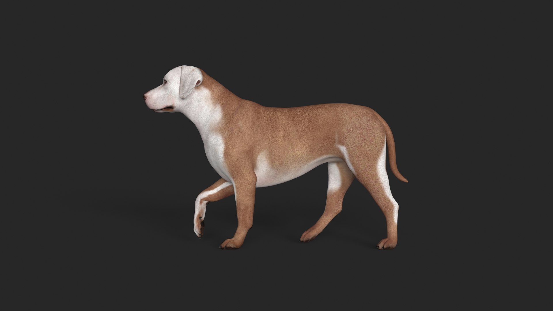 LAB-037 Dog Walking 3D Model - TurboSquid 1915369