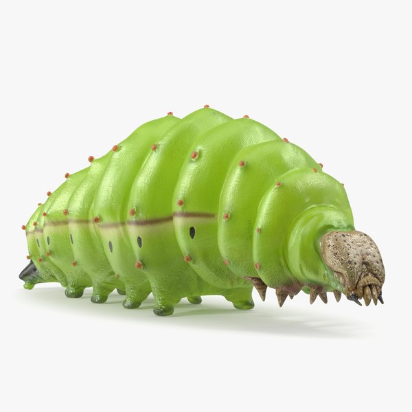 3D Silkworm Green model - TurboSquid 1900353
