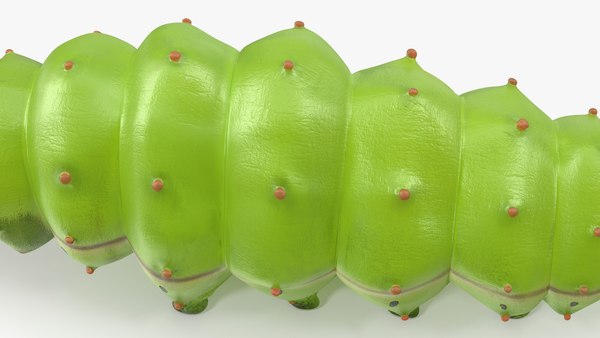 3D Silkworm Green model - TurboSquid 1900353