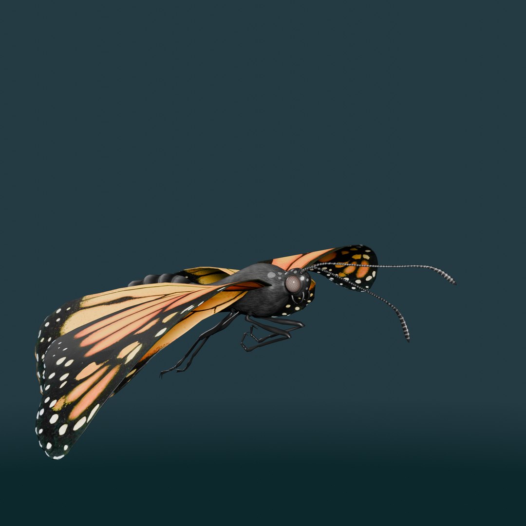 Butterfly Insect 3D Model Rigged Animated Model - TurboSquid 2337362
