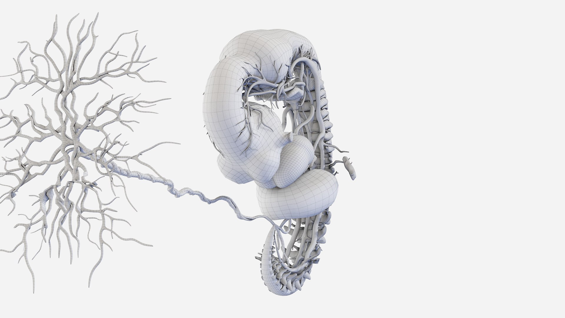 3D Fetus Anatomy Week 6 model - TurboSquid 1822785