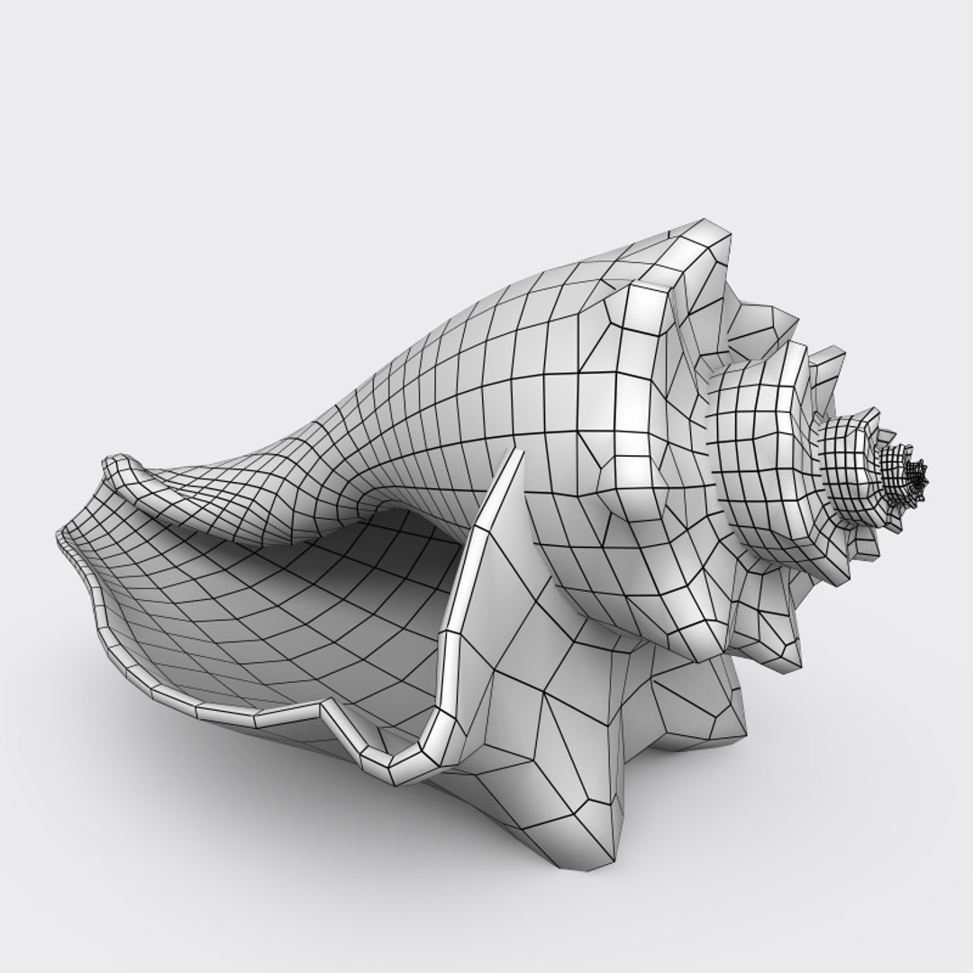 volema cochlidium seashell 3d max