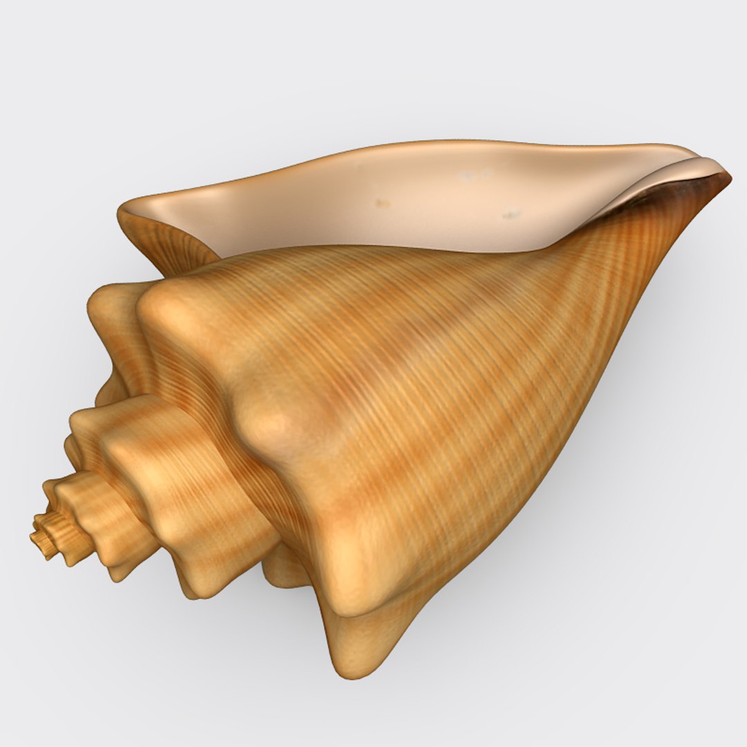 volema cochlidium seashell 3d max