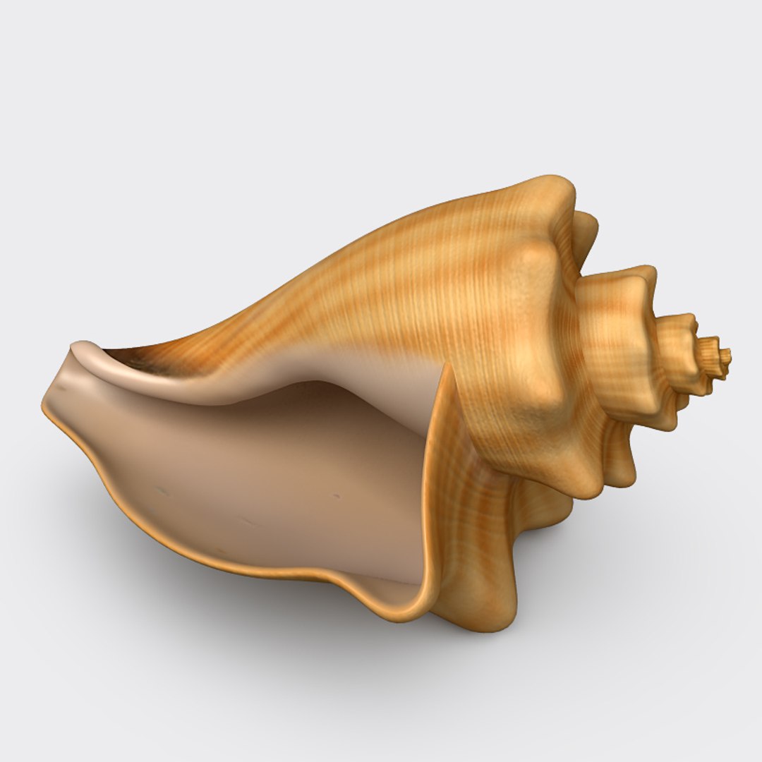volema cochlidium seashell 3d max
