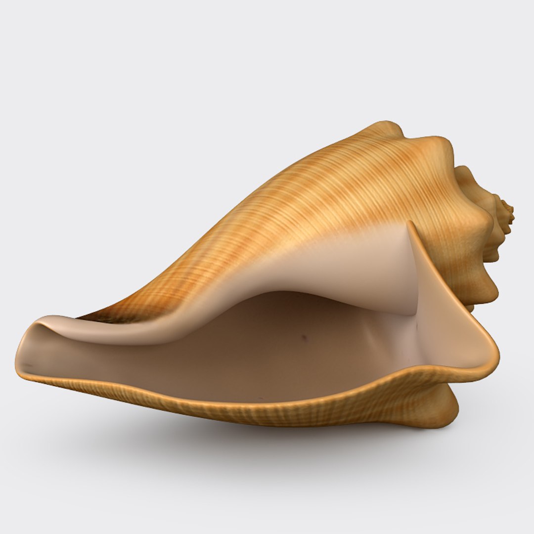 volema cochlidium seashell 3d max