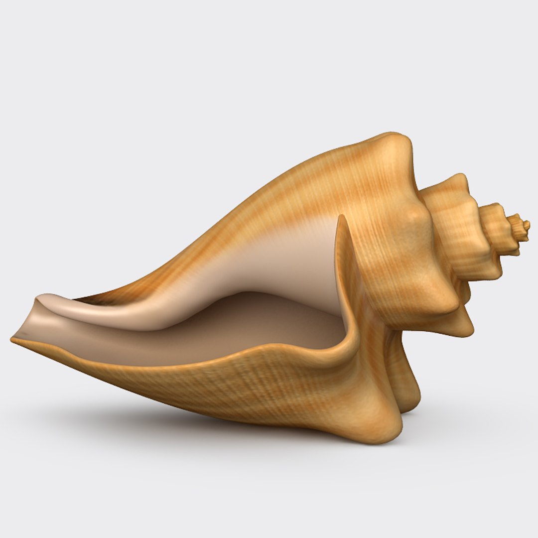 volema cochlidium seashell 3d max
