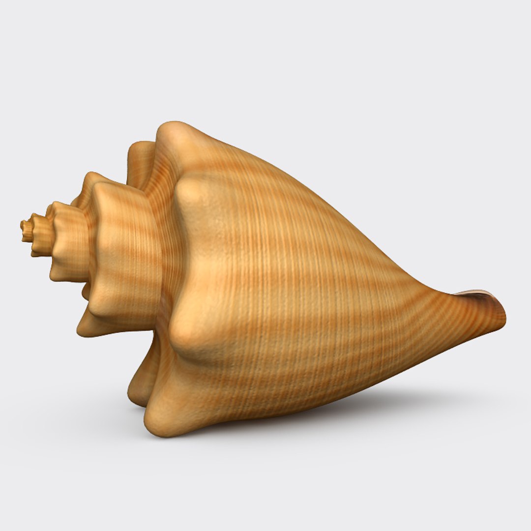 volema cochlidium seashell 3d max