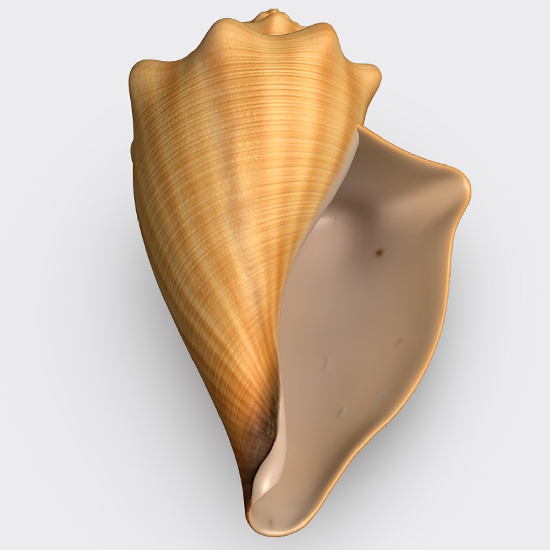 volema cochlidium seashell 3d max