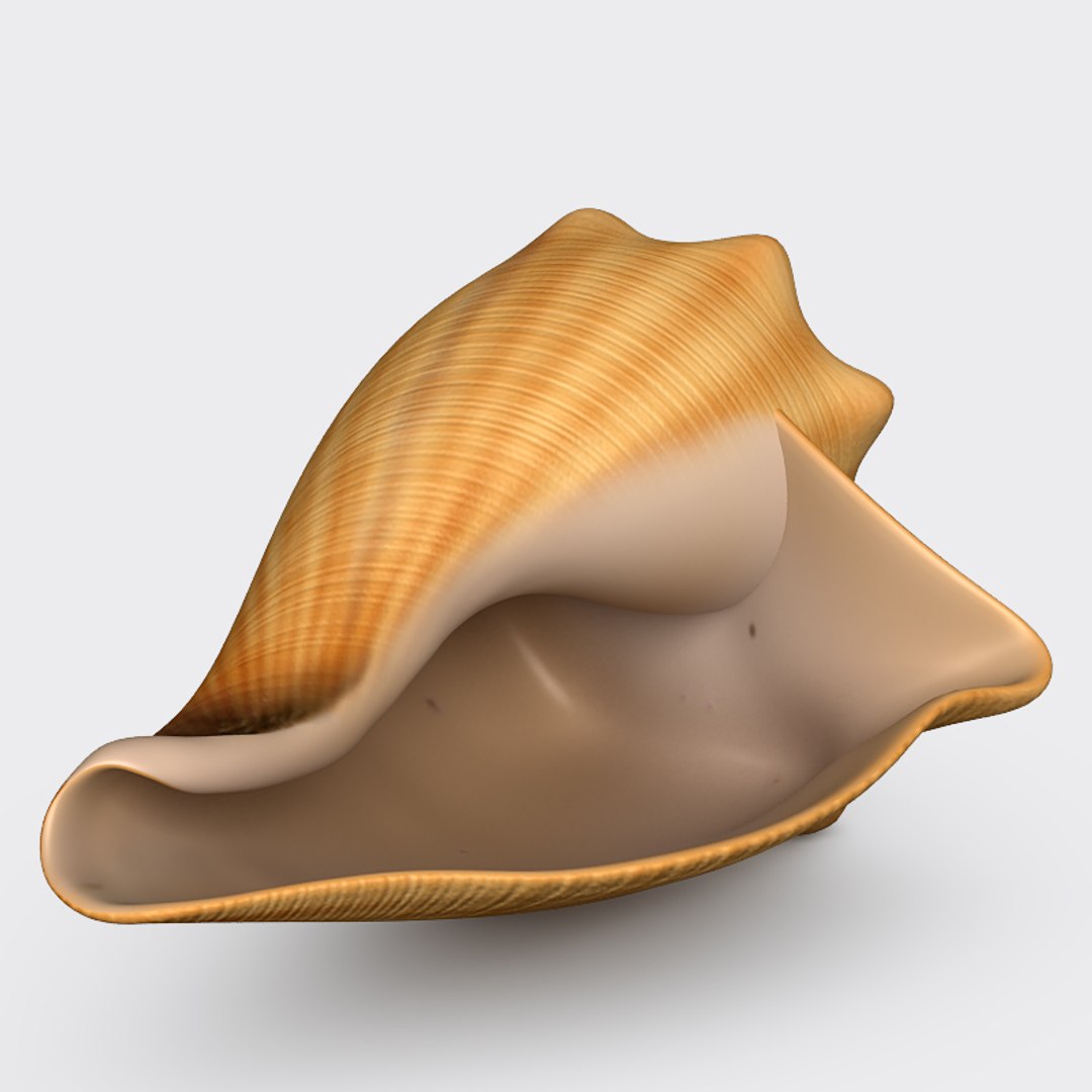 volema cochlidium seashell 3d max