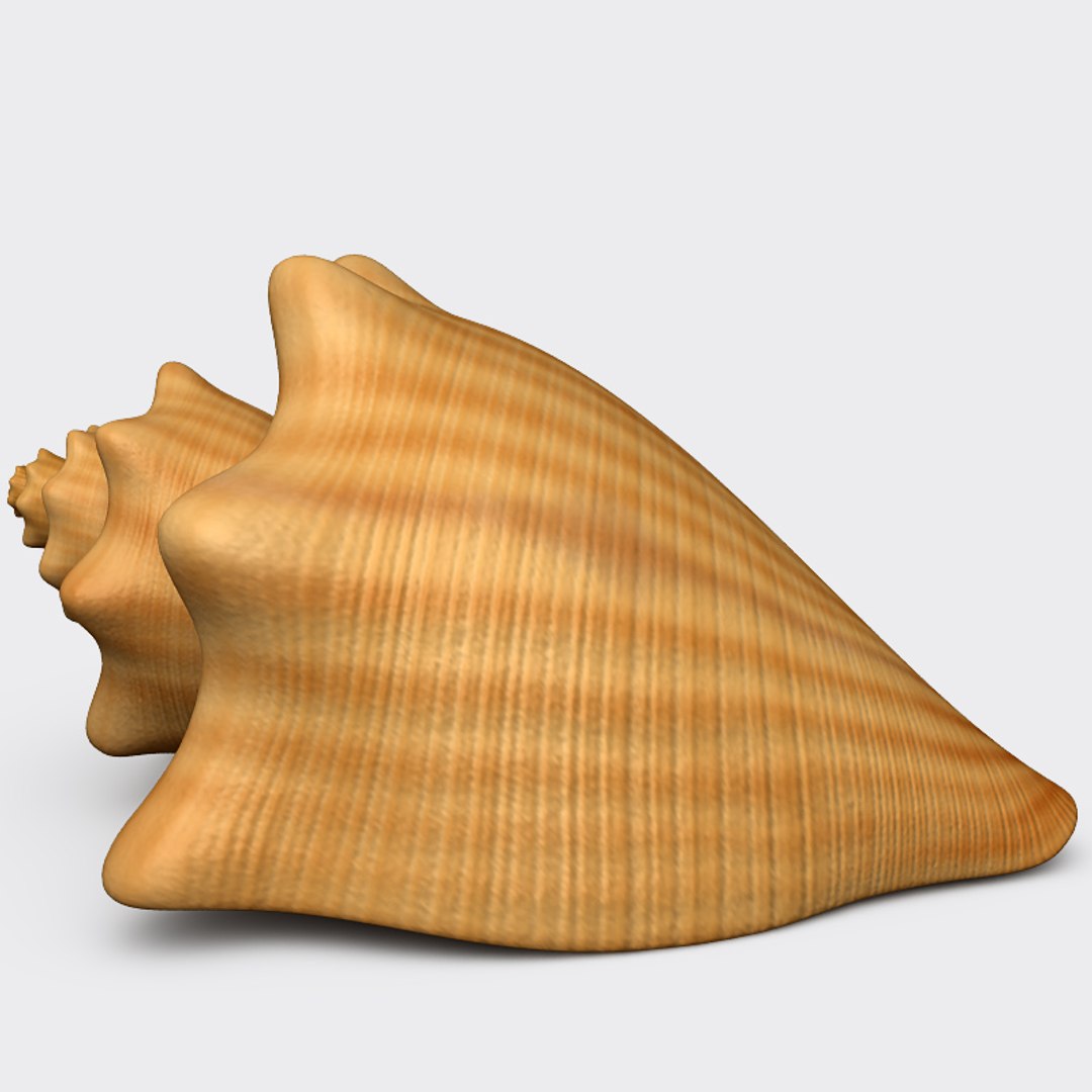 volema cochlidium seashell 3d max