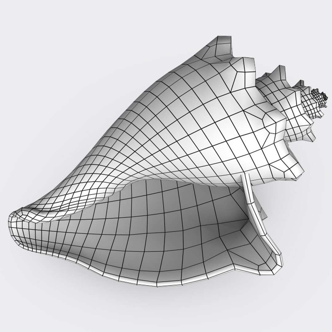 volema cochlidium seashell 3d max