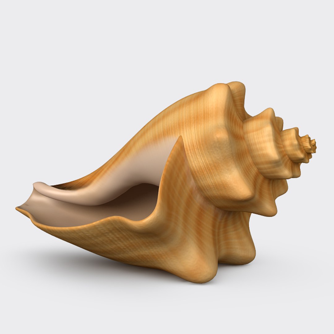 volema cochlidium seashell 3d max