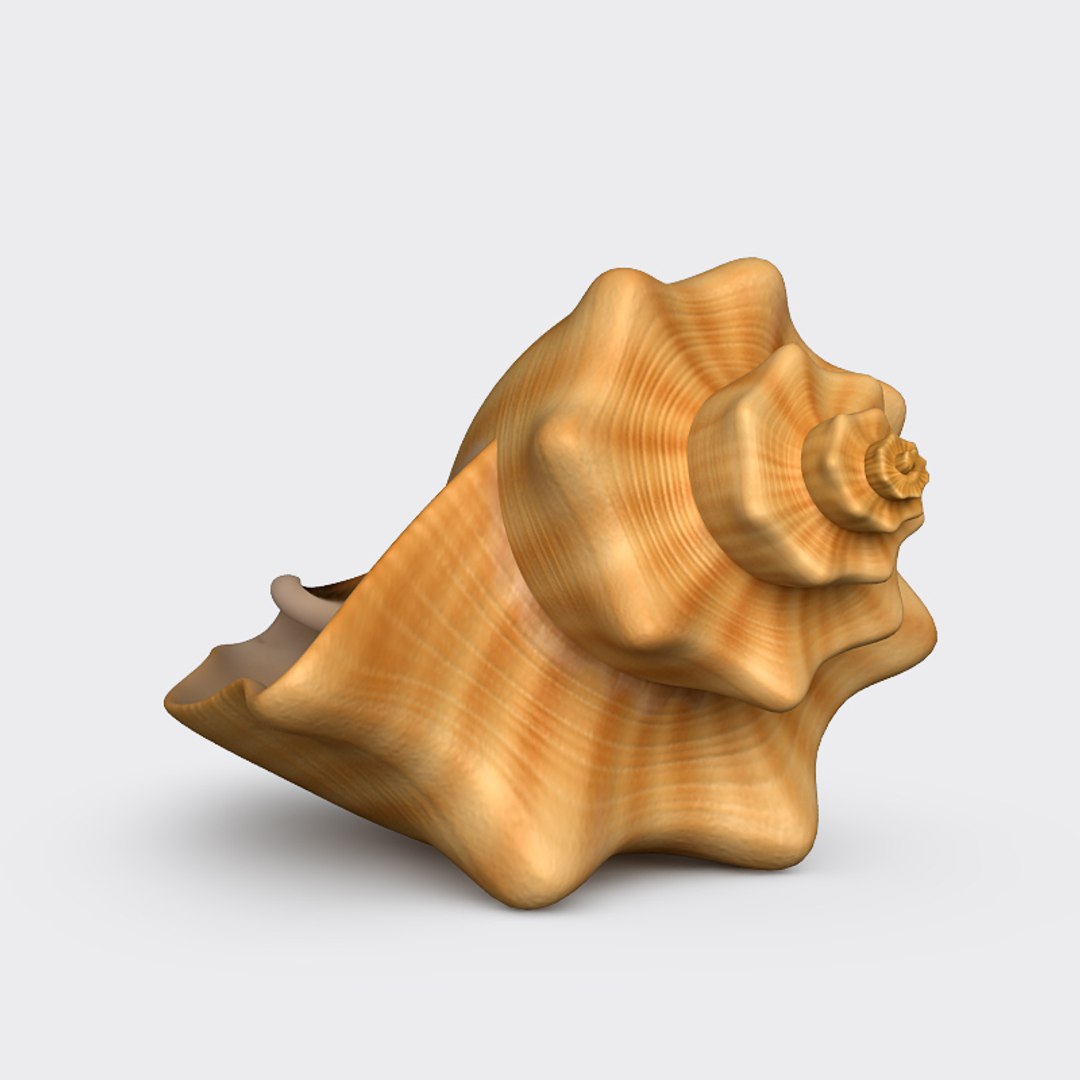 volema cochlidium seashell 3d max