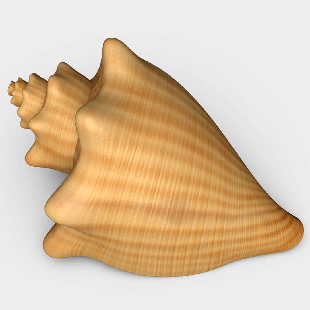 volema cochlidium seashell 3d max