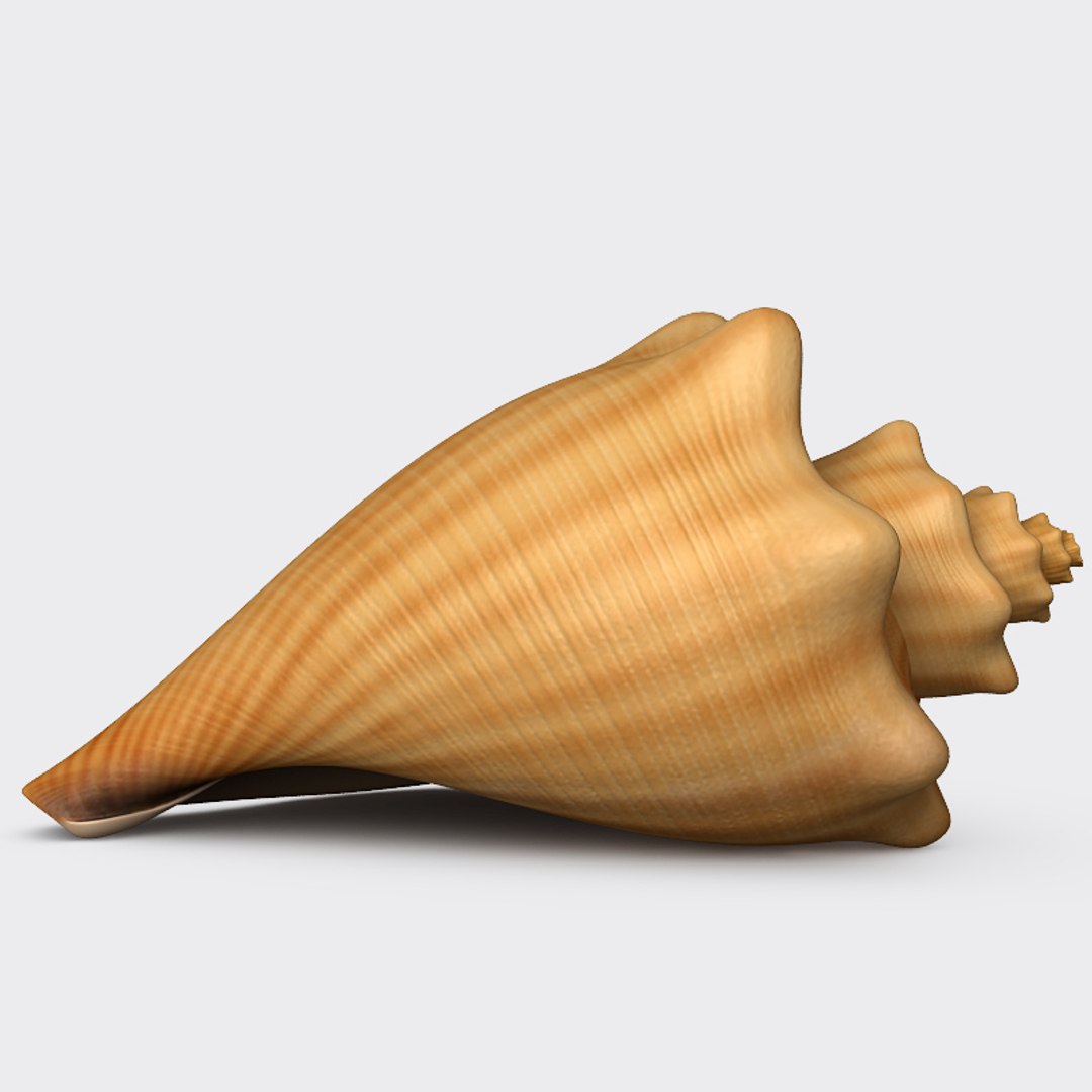 volema cochlidium seashell 3d max