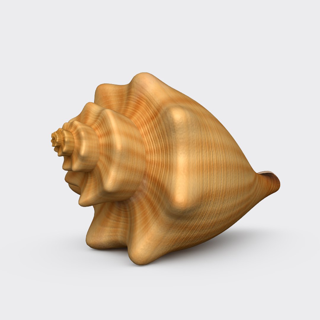 volema cochlidium seashell 3d max