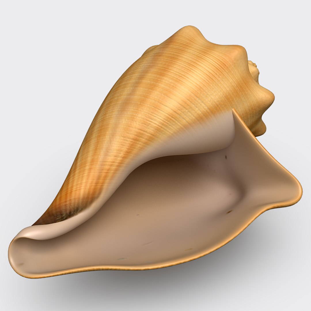 volema cochlidium seashell 3d max