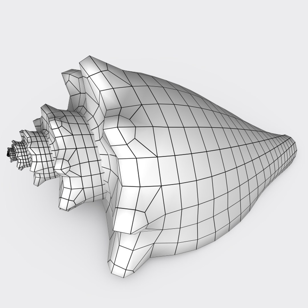 volema cochlidium seashell 3d max