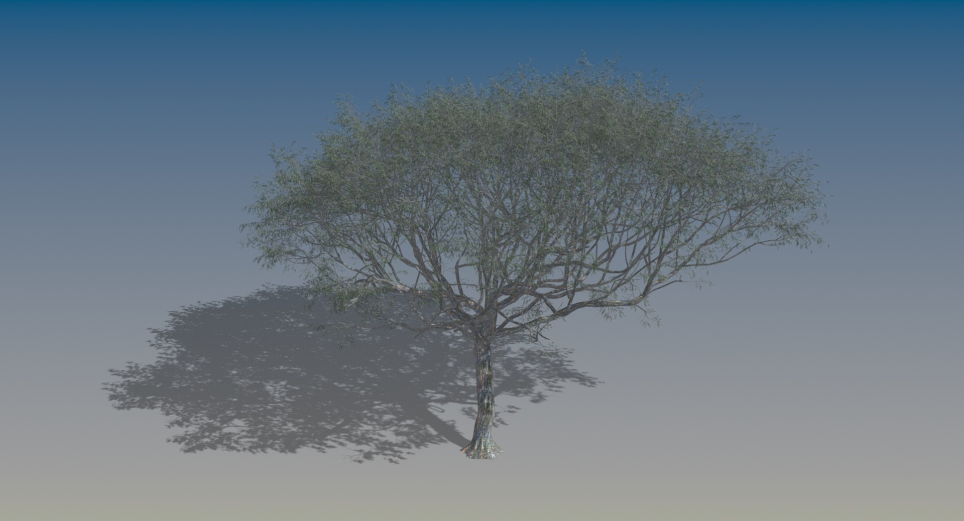 Realistic African Acacia Tree 3D Model - TurboSquid 1362049