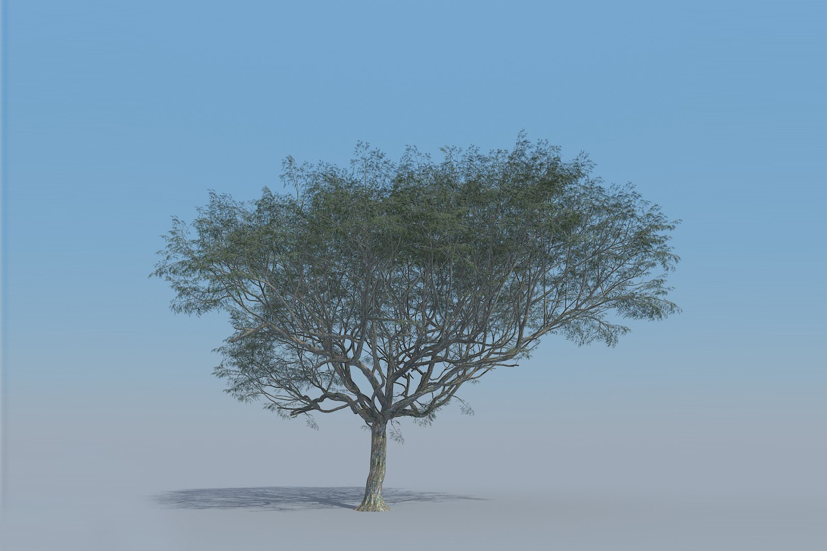 Realistic African Acacia Tree 3D Model - TurboSquid 1362049