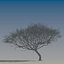 Realistic african acacia tree 3D model - TurboSquid 1362049