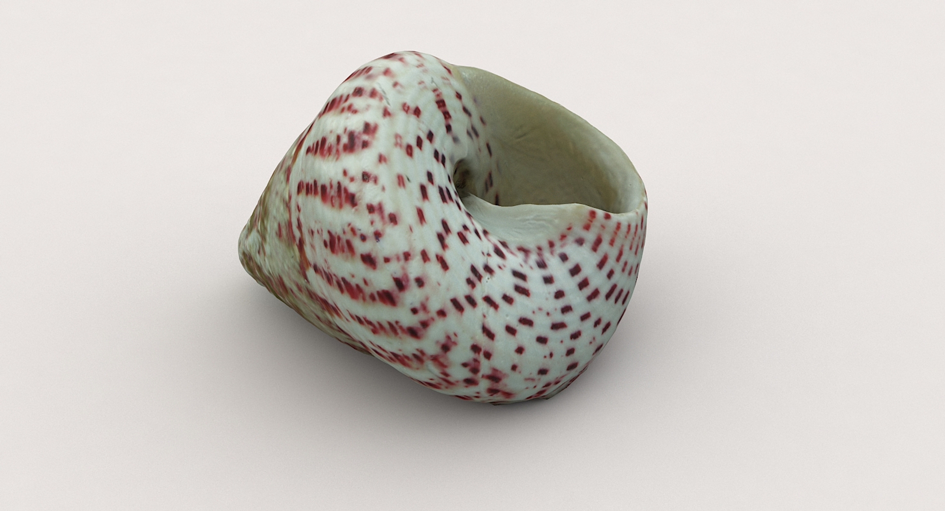 3D Sea Shell - TurboSquid 1385950
