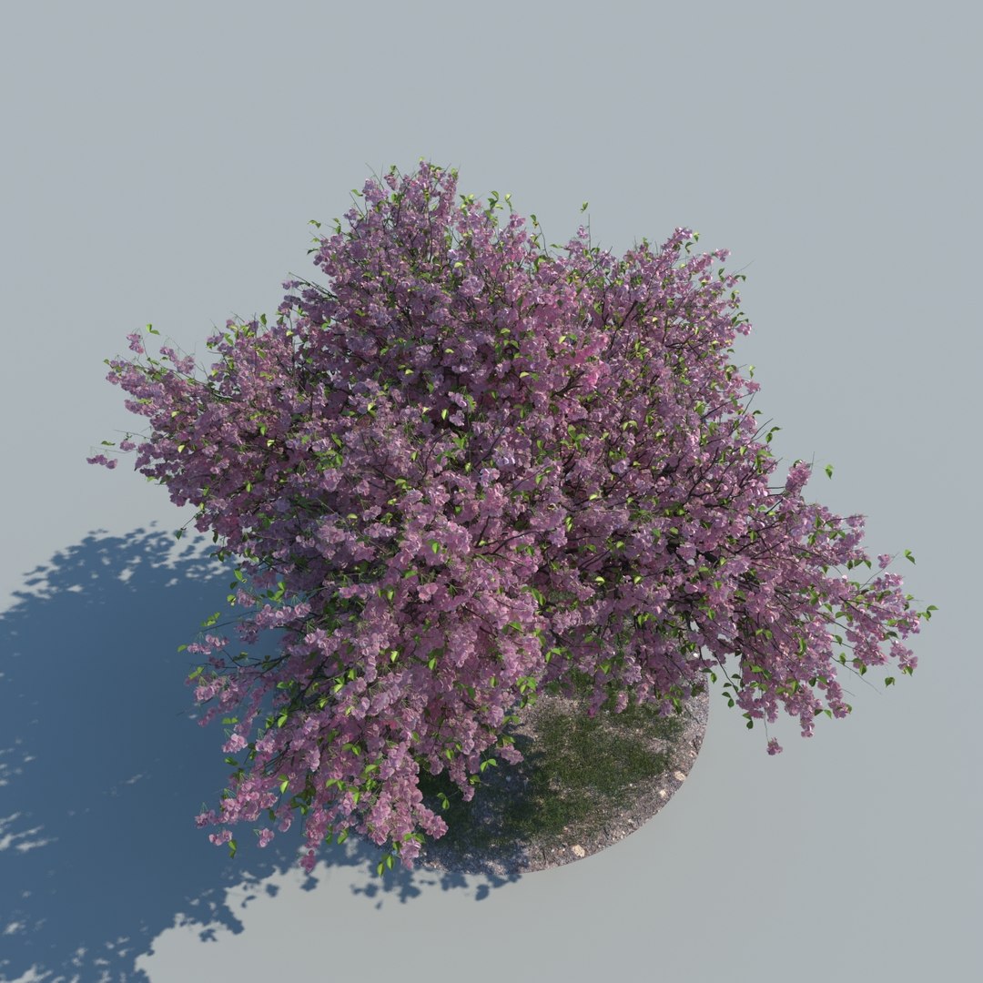 3d Model Realistic Cherry Tree