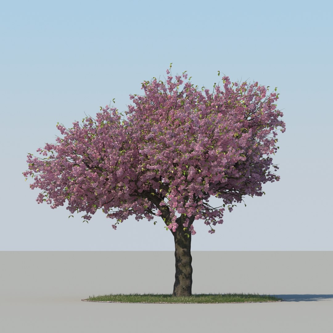 3d Model Realistic Cherry Tree