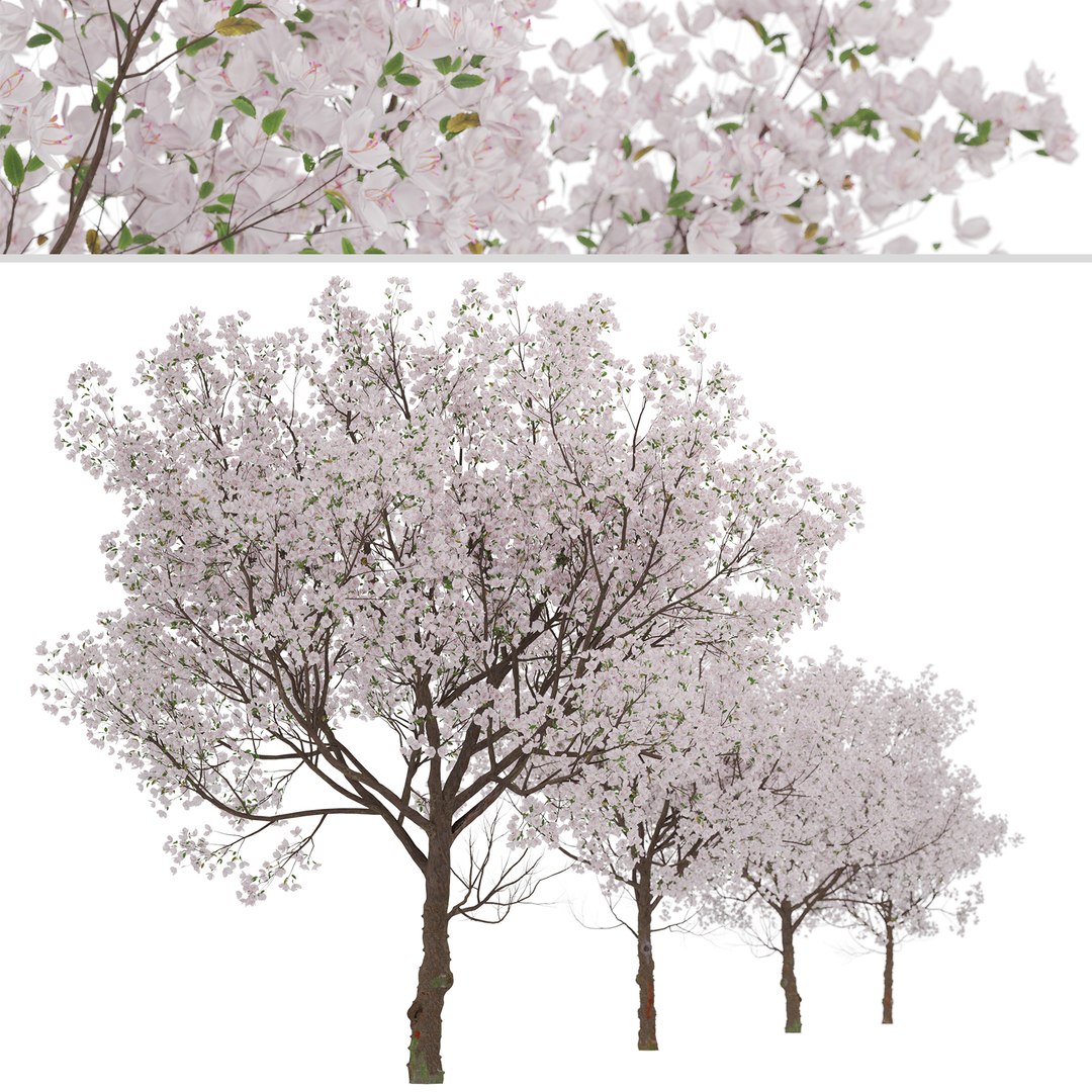 3D Set Of Yoshino Cherry Or Prunus Yedoensis Trees - 2 Trees ...