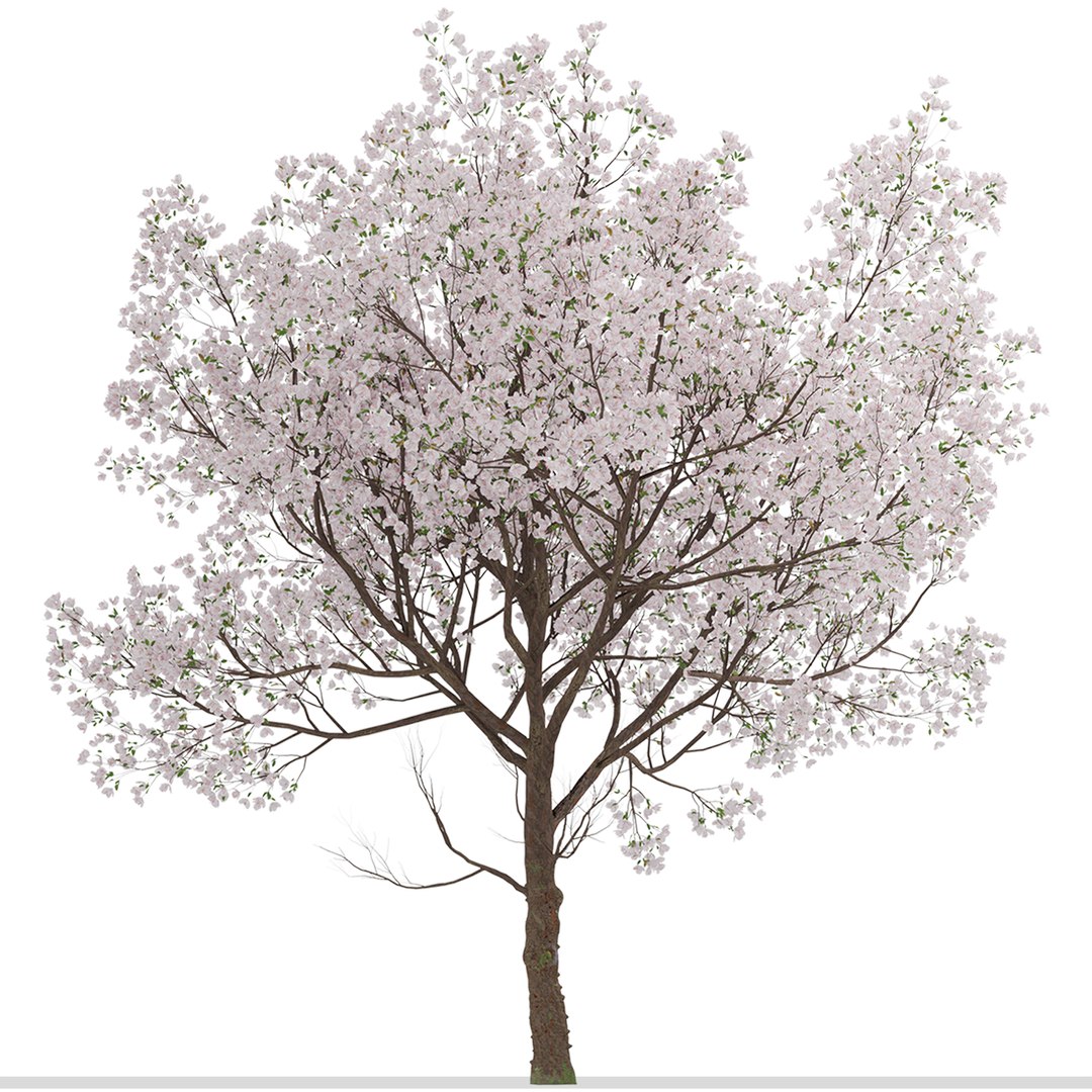 3D Set Of Yoshino Cherry Or Prunus Yedoensis Trees - 2 Trees ...