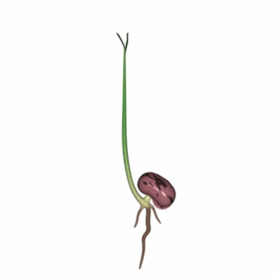 Growing Seed Animation 3d Model