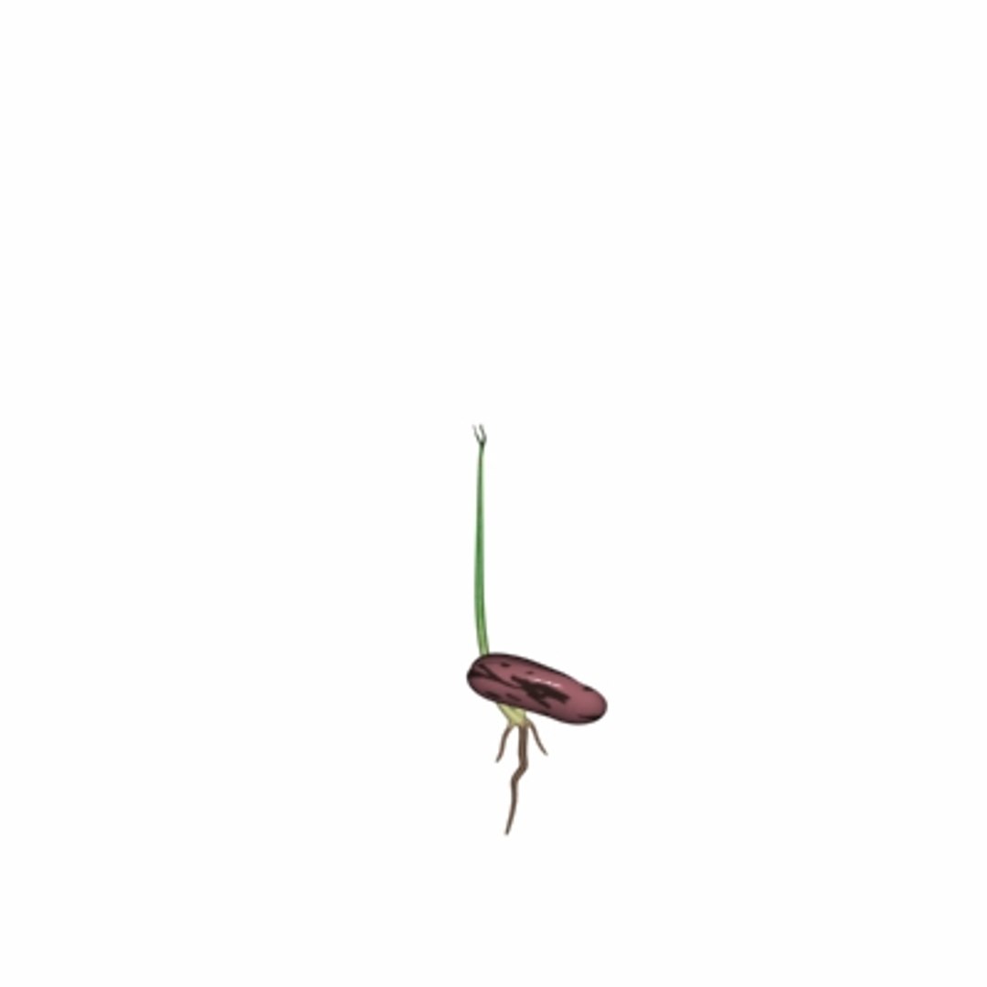 Growing Seed Animation 3d Model