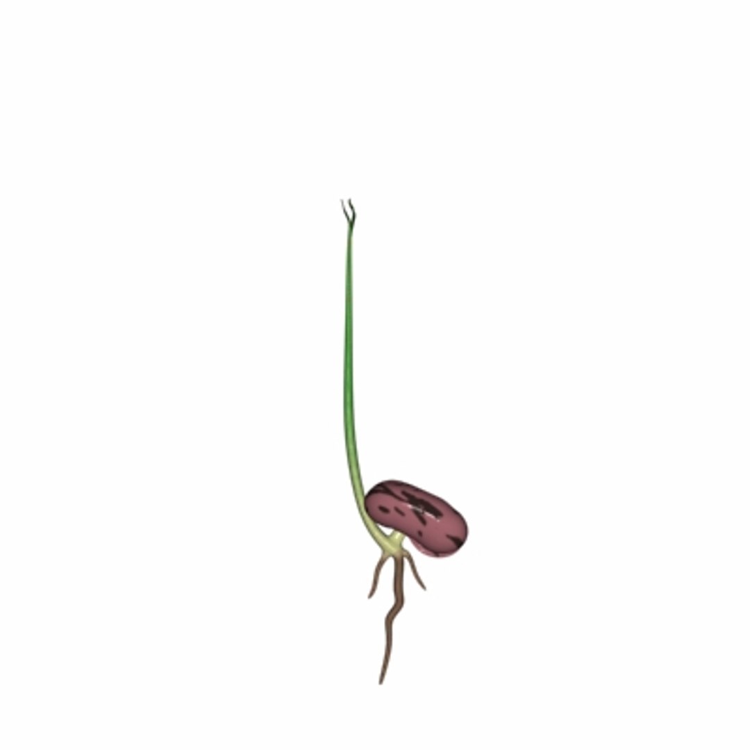 Growing Seed Animation 3d Model