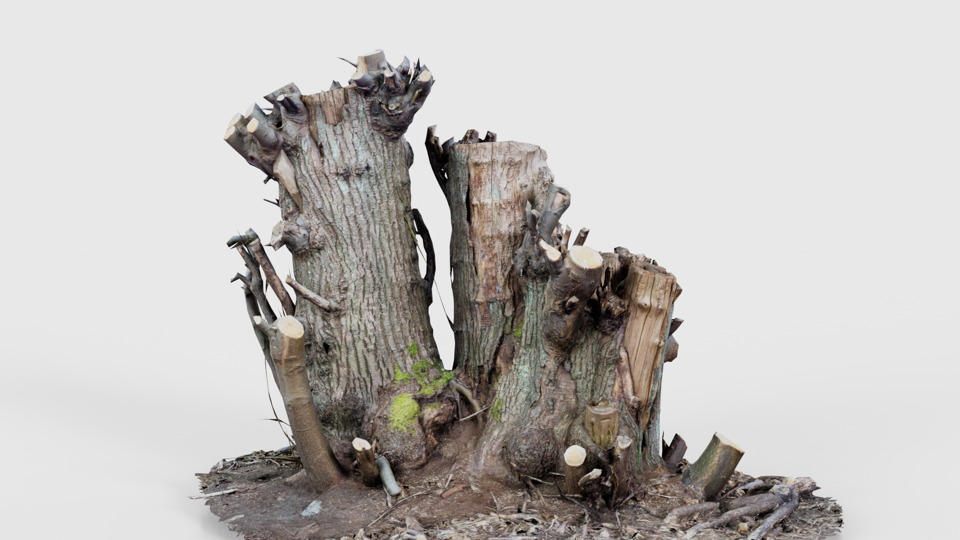 Cut Tree Tripple Stumps Remastered 3D - TurboSquid 2363142