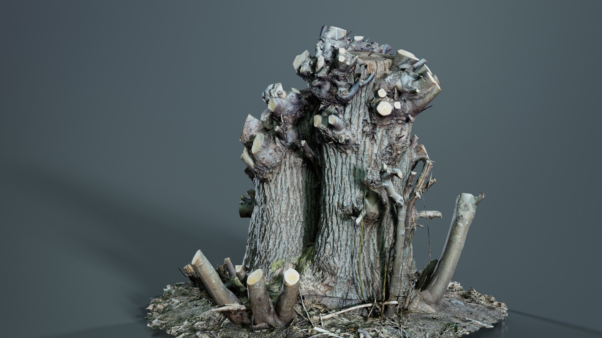Cut Tree Tripple Stumps Remastered 3D - TurboSquid 2363142