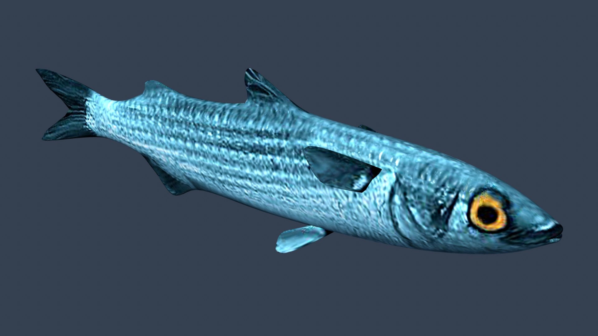 White Mullet Mugil Curema Fish 3D Model - TurboSquid 2198300