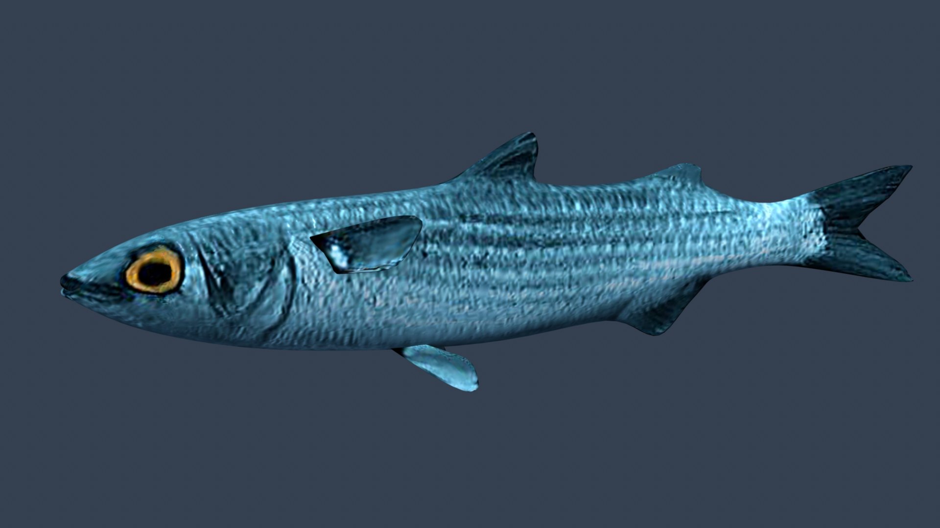 White Mullet Mugil Curema Fish 3D Model - TurboSquid 2198300