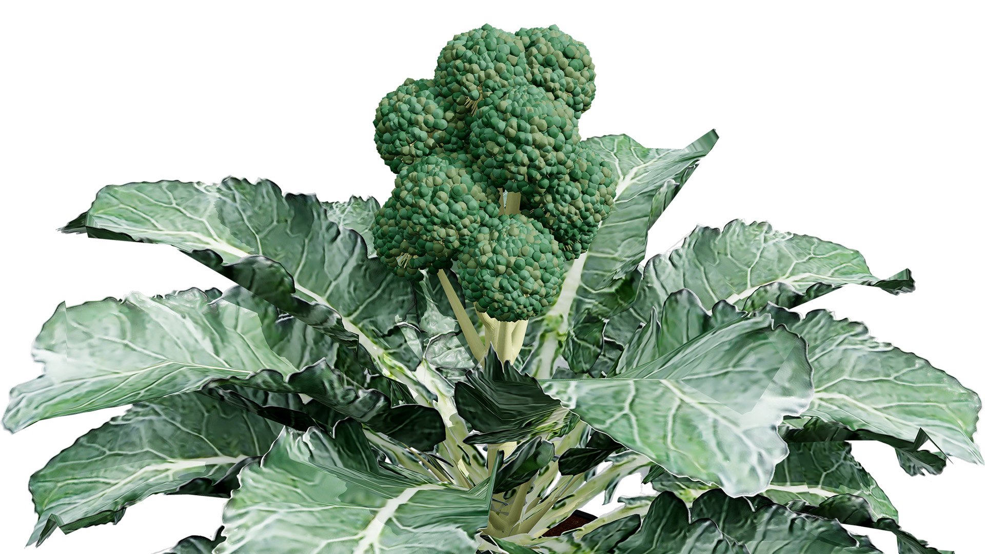 Realistic Broccoli Models 3D Model - TurboSquid 2347669