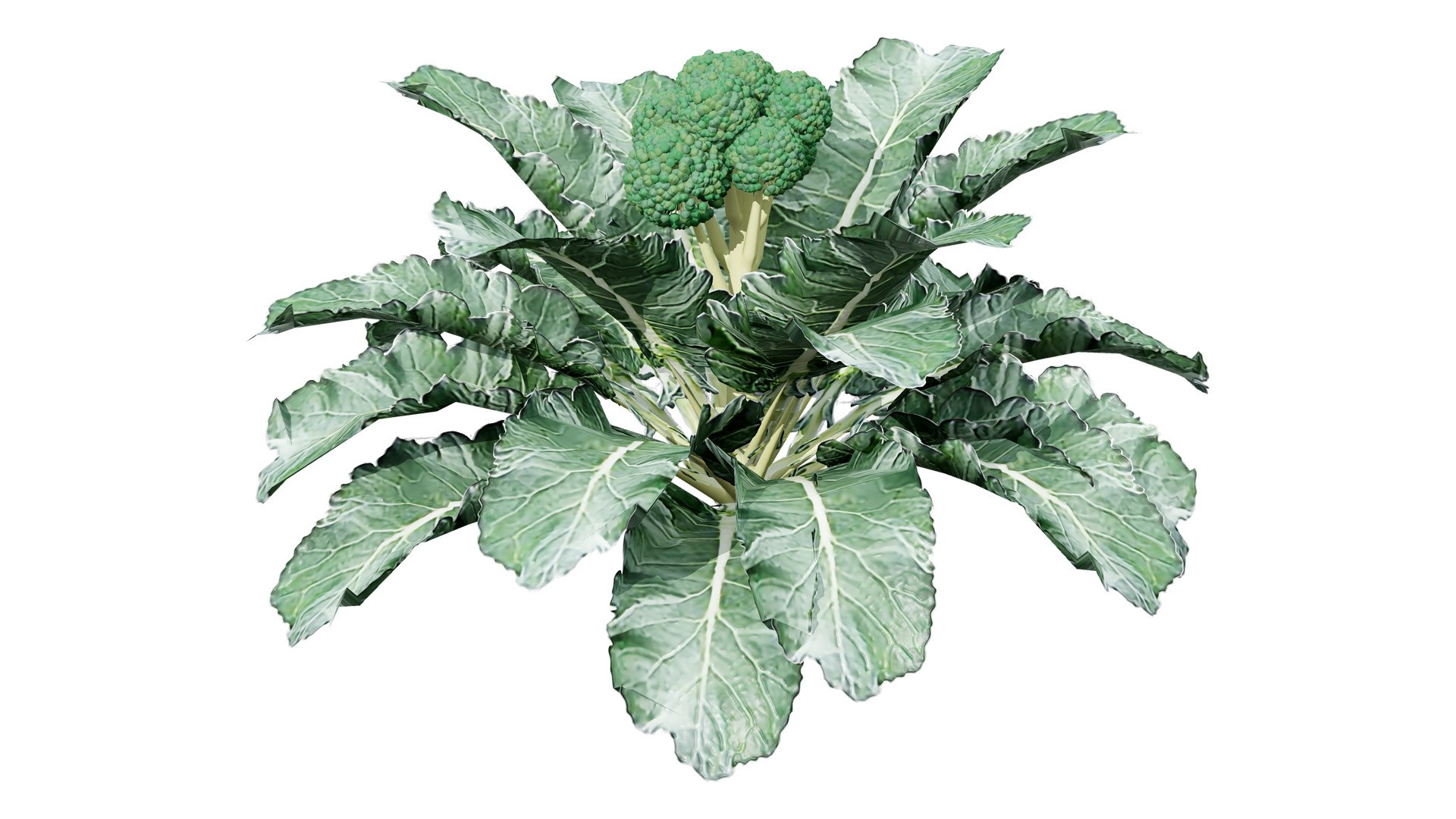 Realistic Broccoli Models 3D Model - TurboSquid 2347669